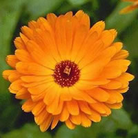 Ljekovite biljke: Neven