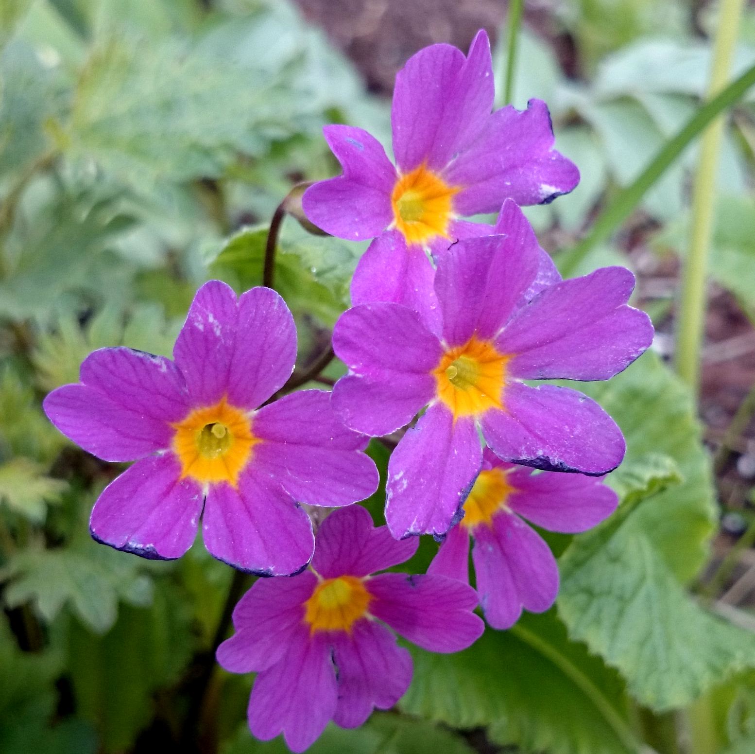 FFF: Primula elatior ssp. meyeri
