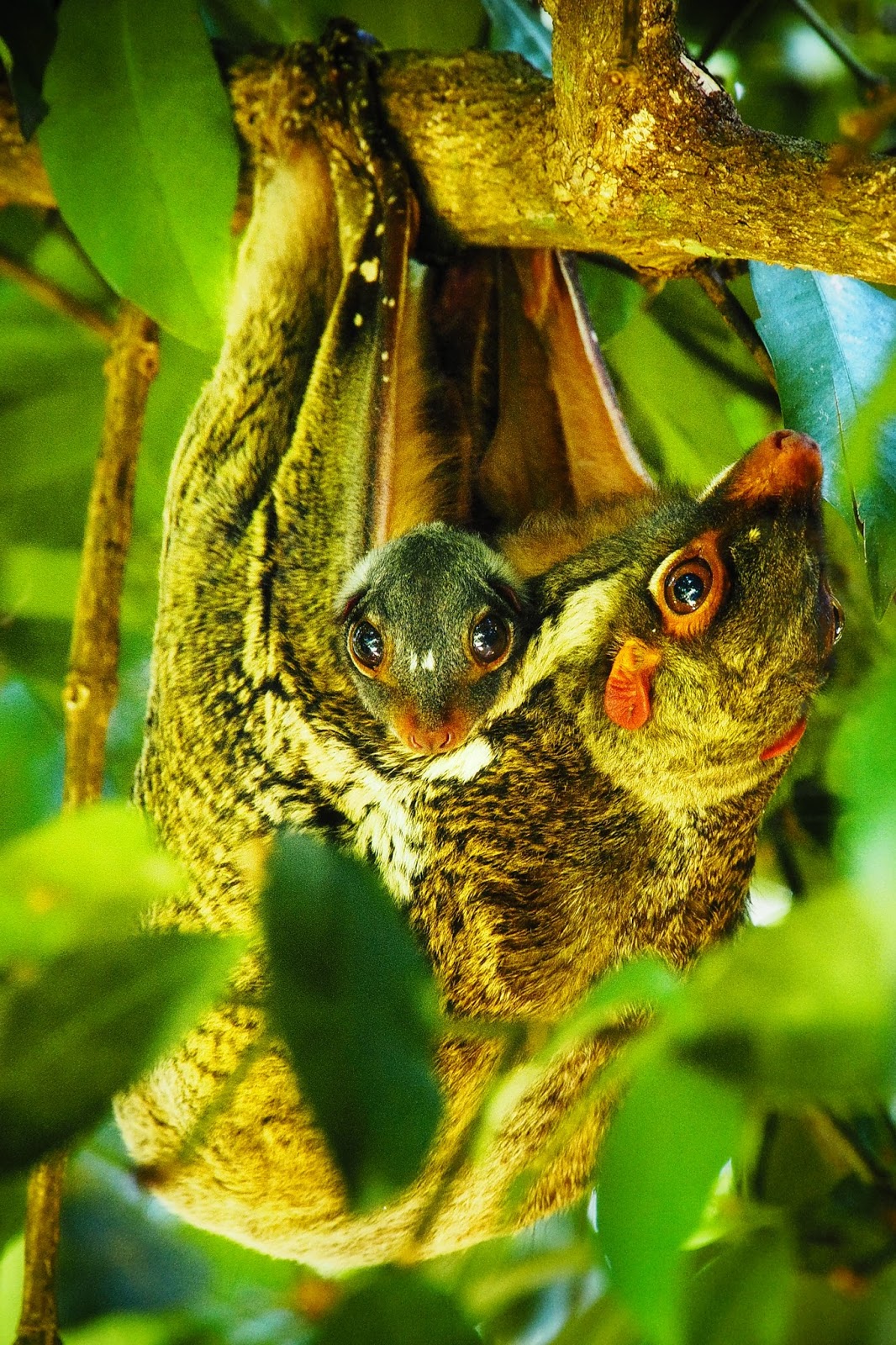 Kee Hua Chee Live!: CHI'EN LEE SHOWCASES HIS EXTRAORDINARY AND ACHINGLY ...