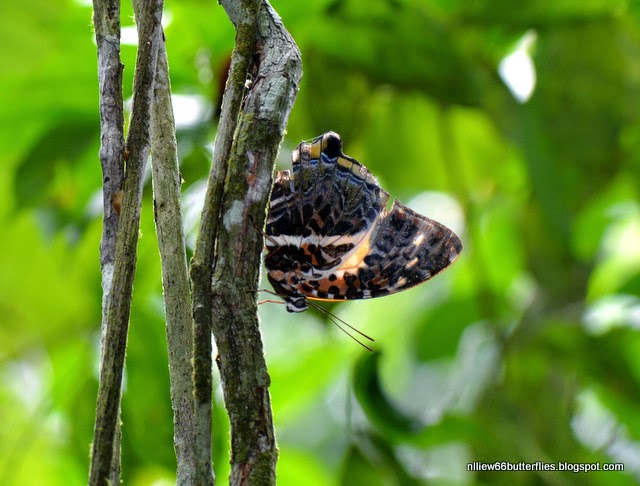 The Forested Path (and Beyond): BUTTERFLIES of RAUB: The Glorious Begum ...