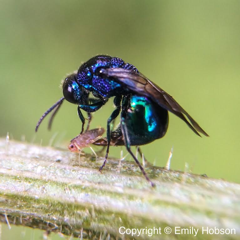 Cuckoo Wasp