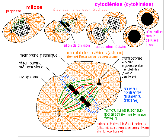 Actualités Scientifiques - Médicales: Transport endocytique et ...