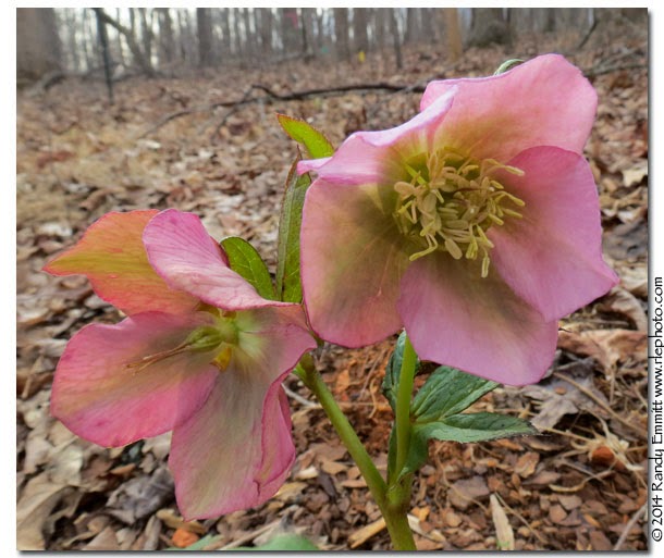 Randy & Meg's Garden Paradise: Hellebores blooming in the garden, big post!