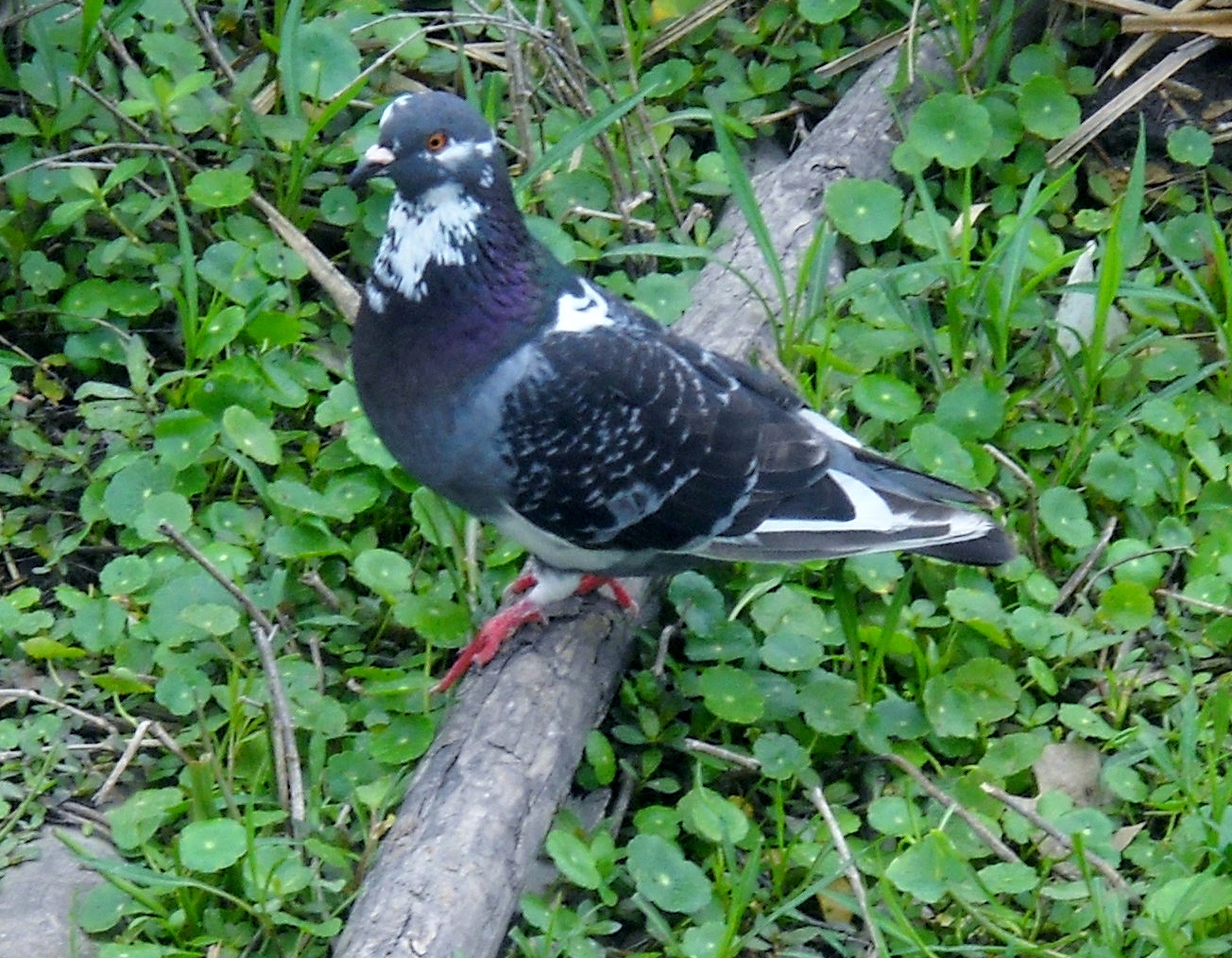 White Rock Lake, Dallas, Texas: The Feral Pigeons of White Rock Lake ...