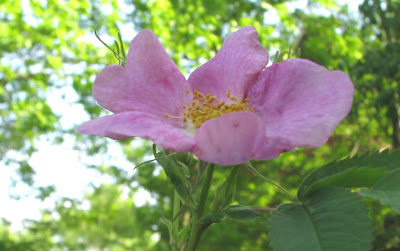 Larry's Photo a Day: Iowa Wild Rose.........