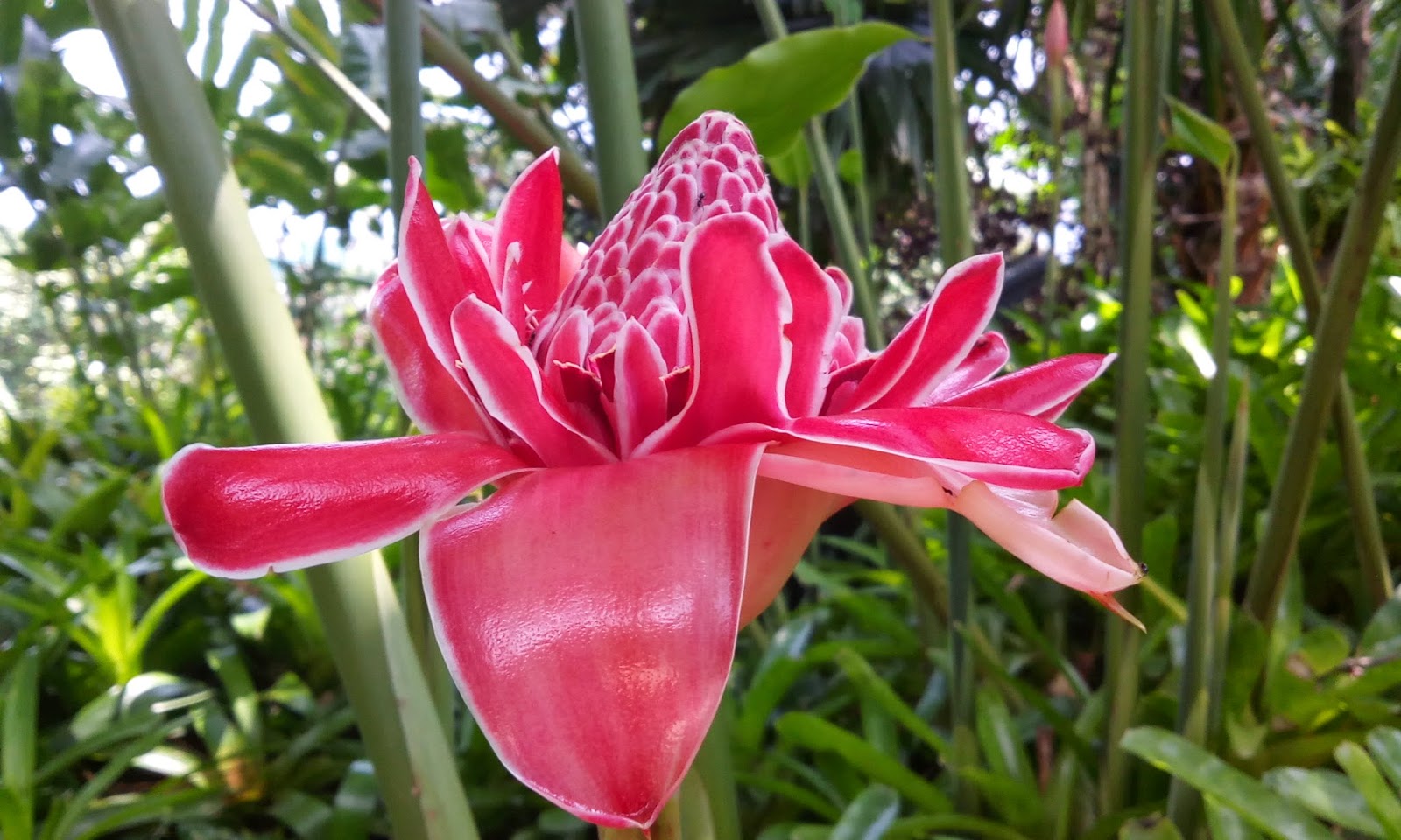 Seychelles Botanical Garden - Flora and Fauna