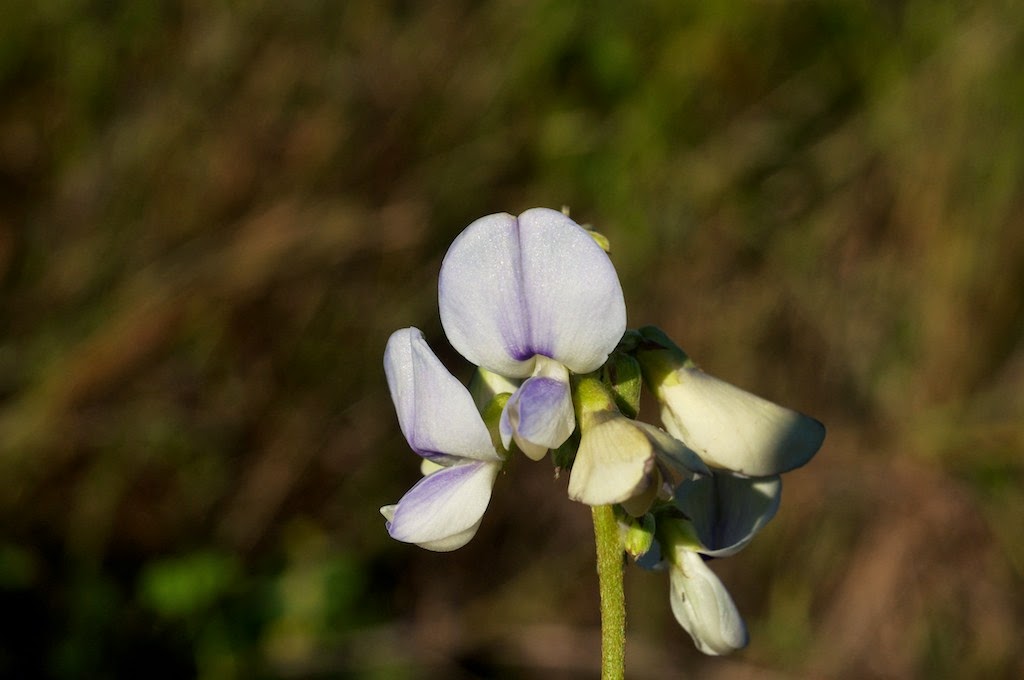 Flora de Puerto Rico Ilustrada Papo Vives: FABOIDEAE- PUERARIA ...