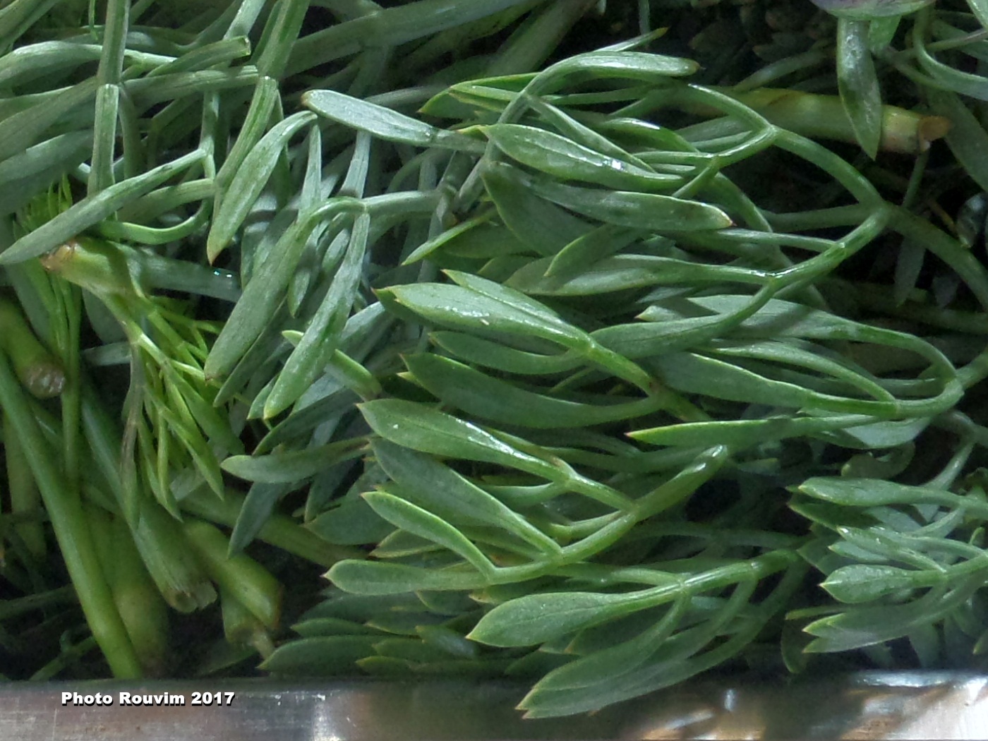 ΡΟΔΟΣυλλέκτης: Κρίταμο: Η πολύτιμη υπερτροφή γνωστή από τα βάθη της ...