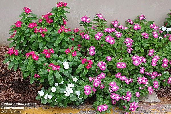 Helpful Health Tips: Vinca Rosea Information-Uses and Benefits