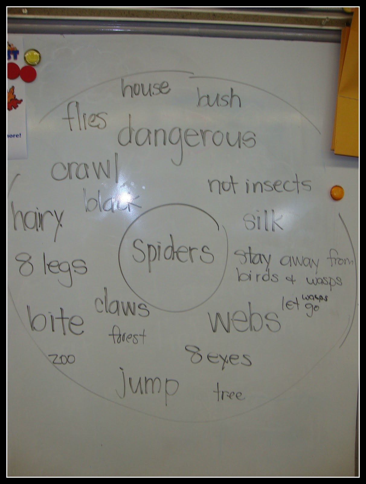 Today In First Grade: Spiders, Spider, Spiders!