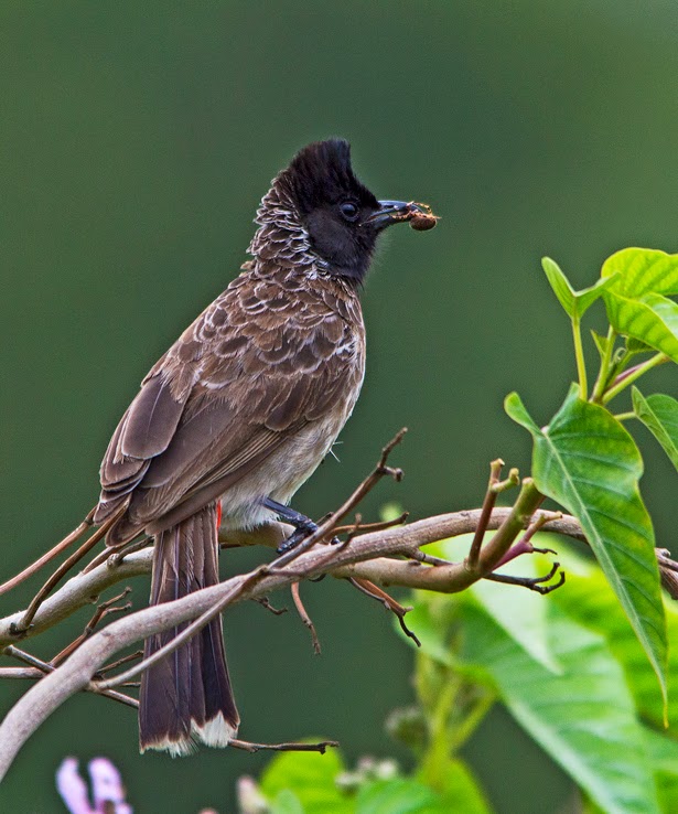 Birds Of Bangalore