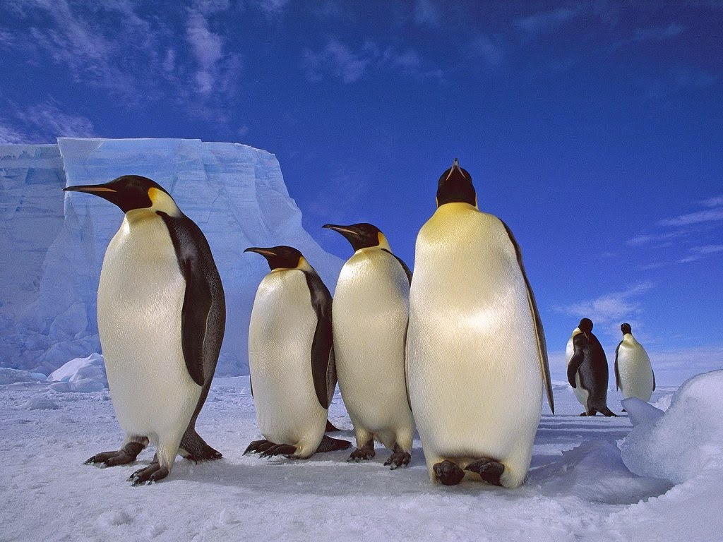 Besplatne Pozadine za Desktop: Pingvini