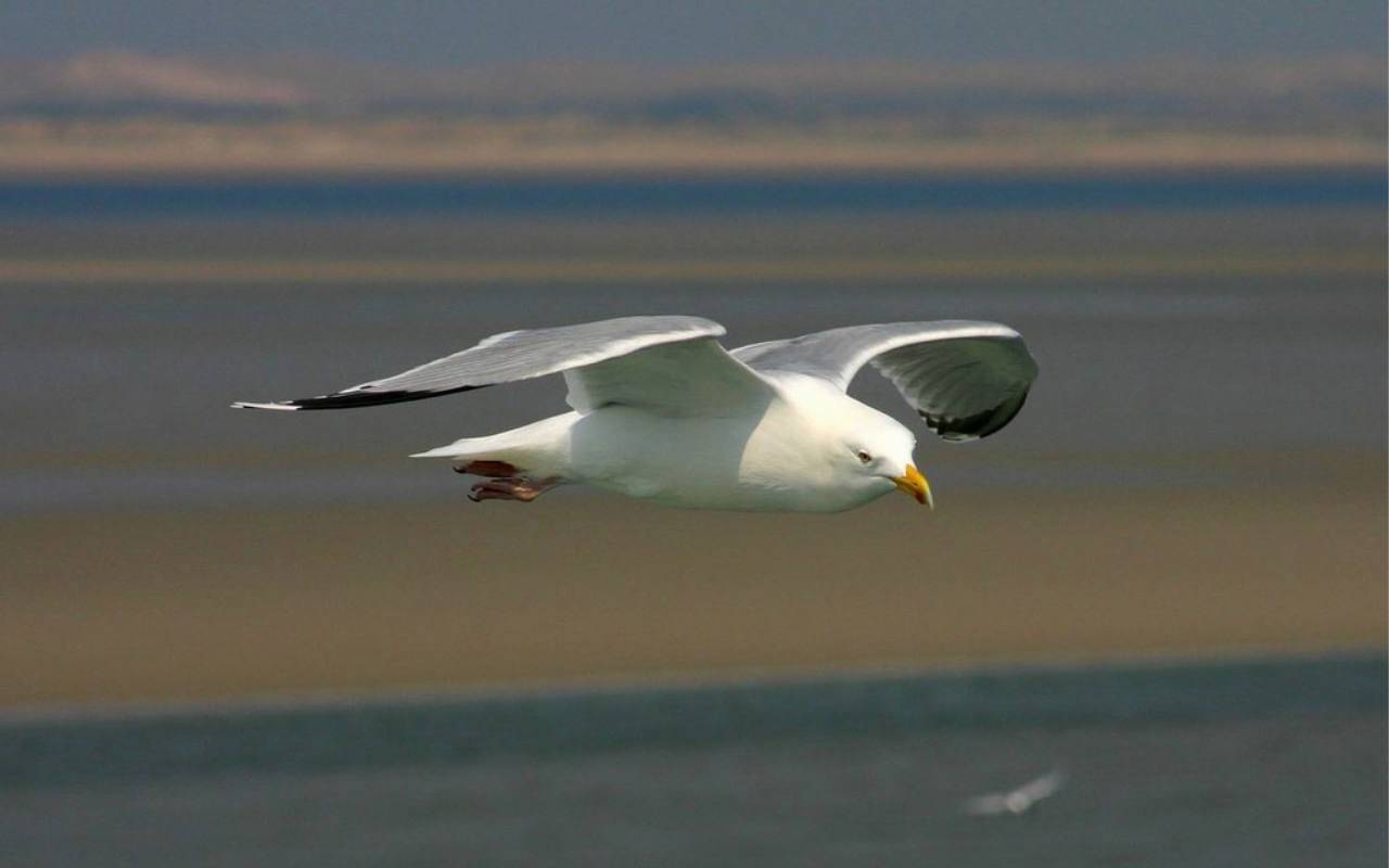 Beautiful Seagull Wallpapers