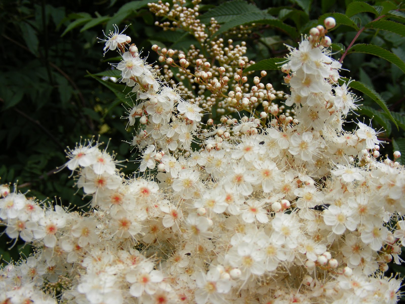 A Photo a Day from Planet Earth: Hollard Gardens