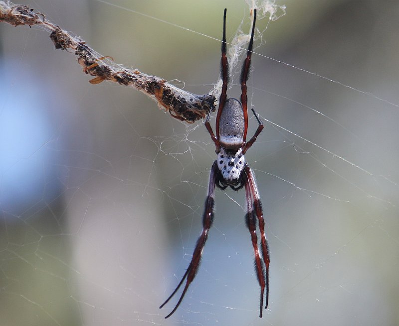 Australia: Australian Bush spiders
