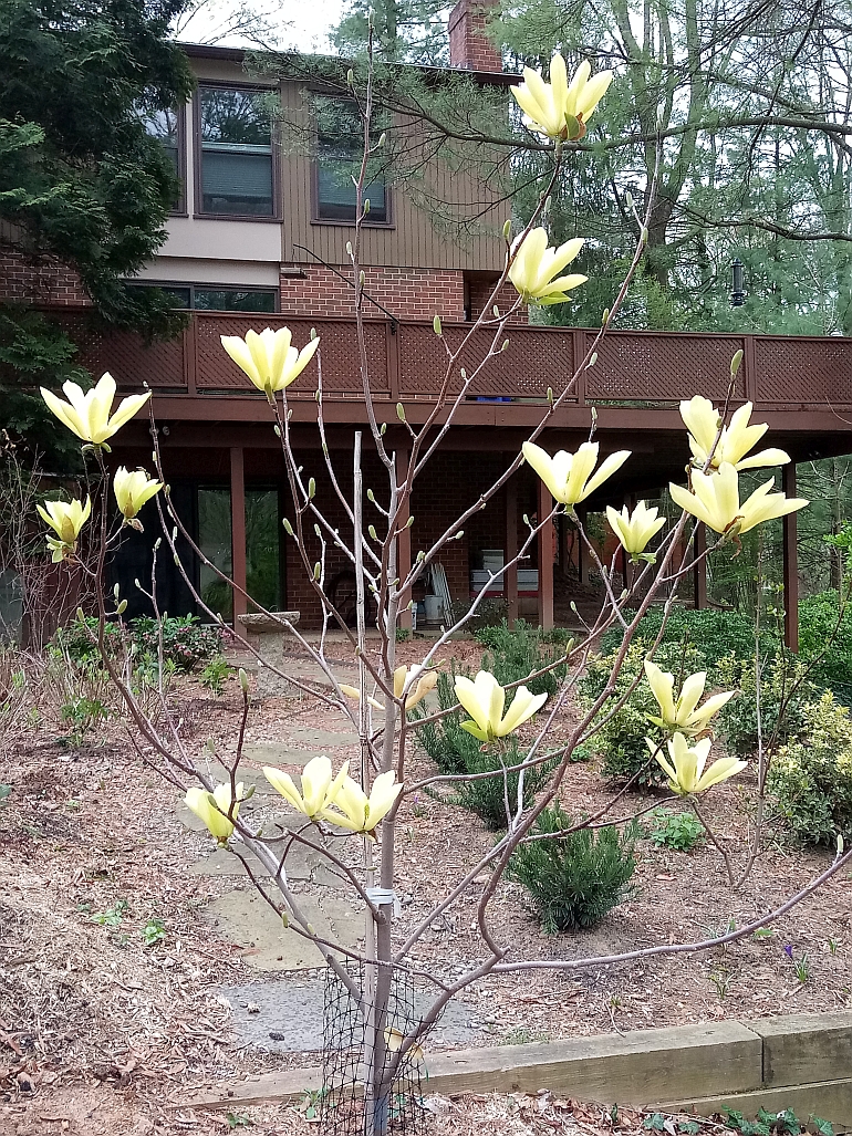 Future Plants by Randy Stewart: MAGNOLIAS