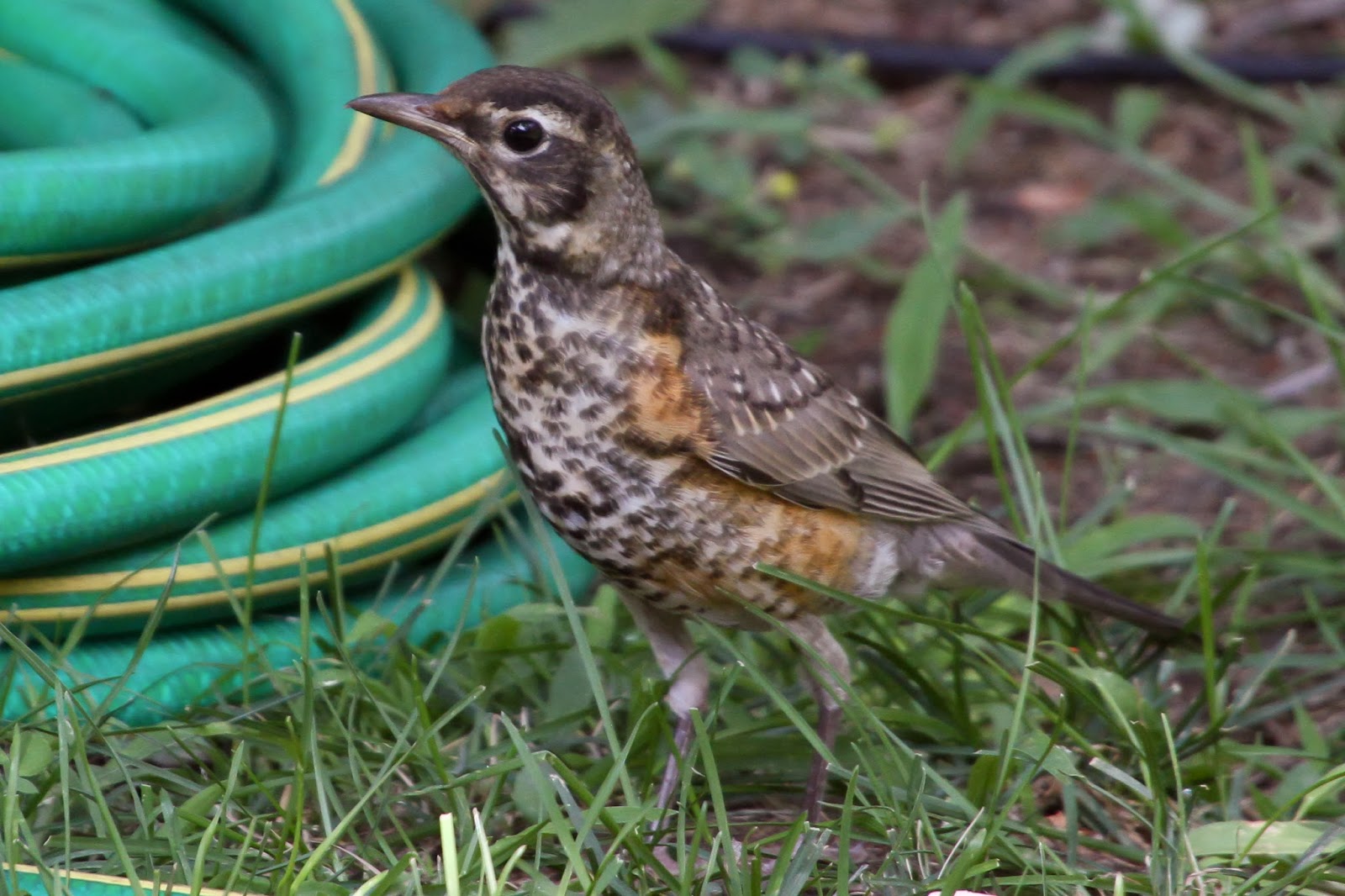 Calico's Nest: American Robin-Immature