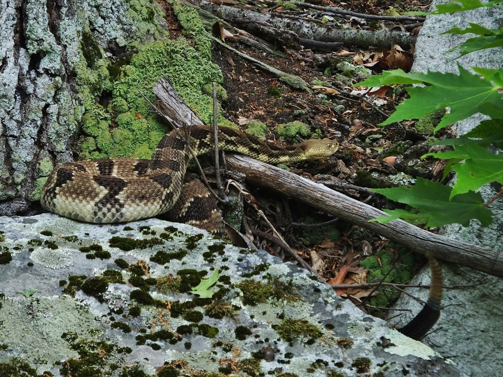 Connecticut Fly Angler: Timber Rattlesnakes and Striped Bass