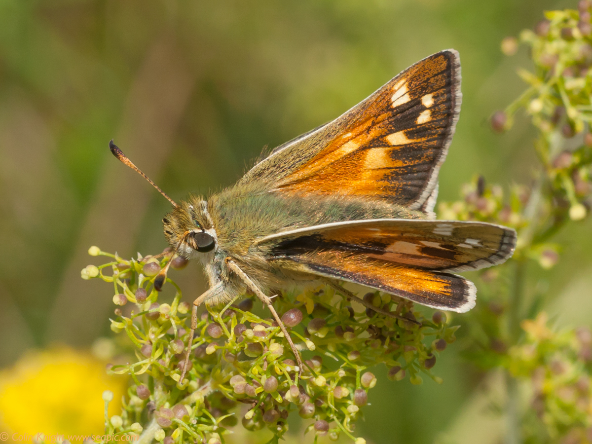 Postcards from Sussex: July 2014