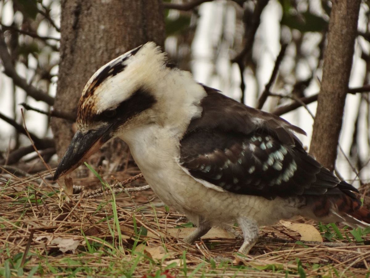 Snap Happy Birding: Kookaburra