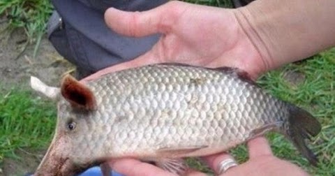 Hunting Game: Piggy Perch?