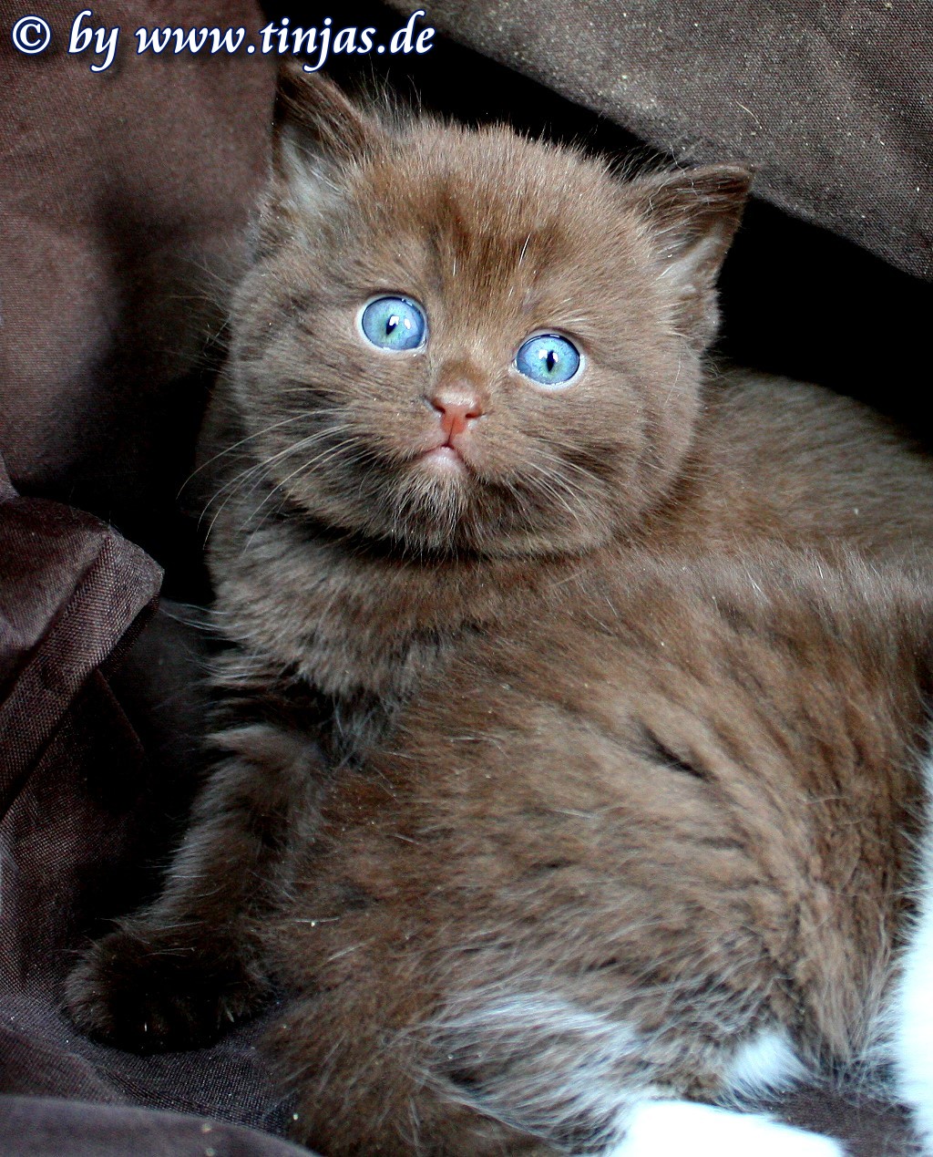 Britisch Kurzhaar und Britisch Langhaar Rassekatzen in cinnamon und ...