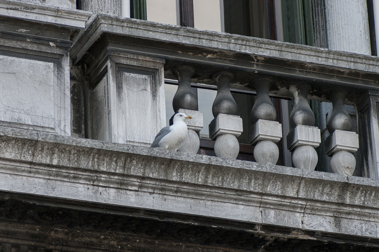 Nature photos from an Amateur Naturalist: Venice, Italy (Venedig ...