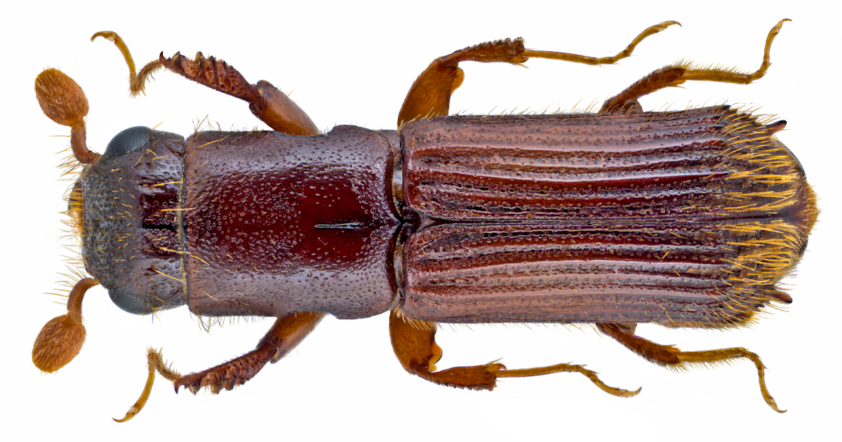 Variety of Life: Platypodinae