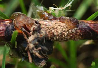 Fruit Ag Updates: Disease Observations for the 2012 Season