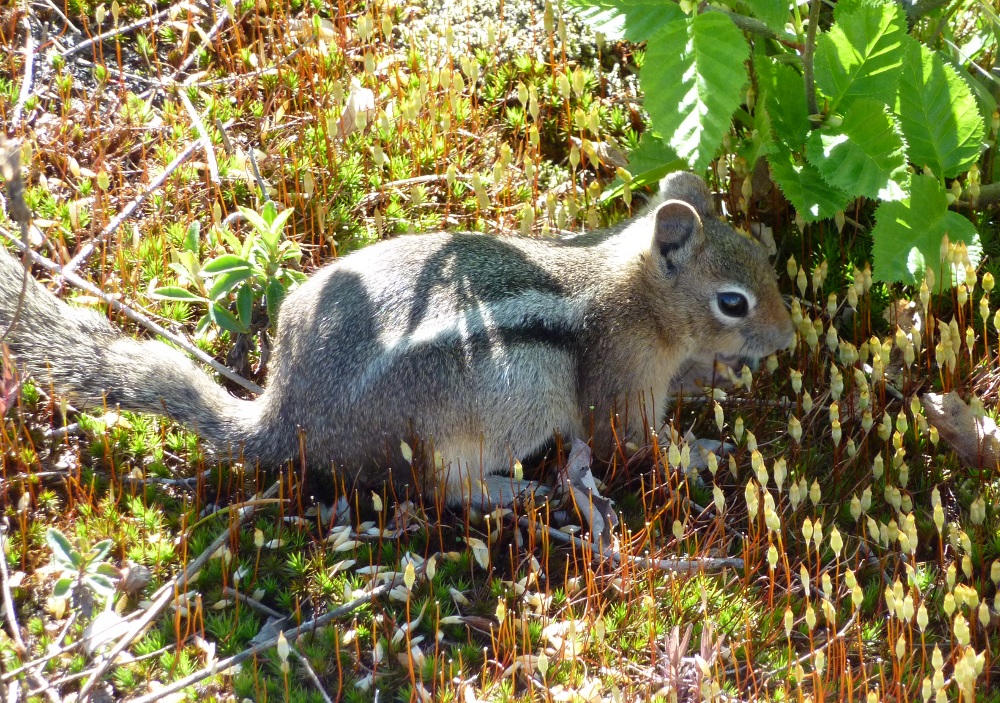 Another Side of this Life: Washington Odyssey: Mount Saint Helens