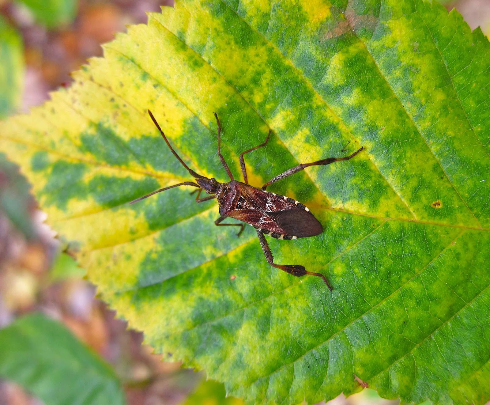 Saratoga woods and waterways: Hunting for Autumn's Glory