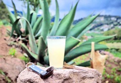 Random Thoughts by Mark Milliorn: Pulque-It's Not Just for Breakfast