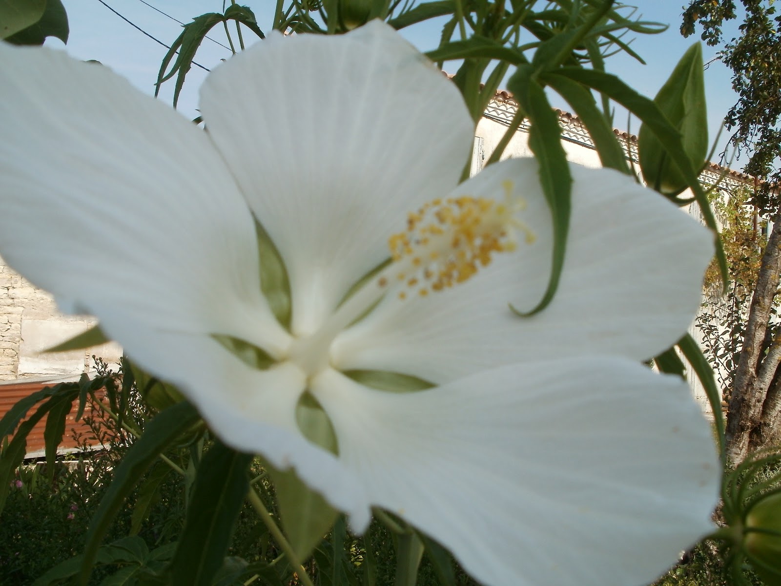 Le jardin de marie en charentemaritime: Première fleur d'hibiscus ...