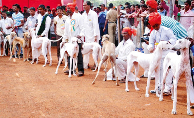 Ranna Mudhol: Facts and 11 Features of Mudhol Hounds