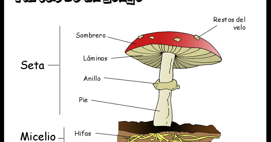 El mundo de los hongos: la Amanita muscaria