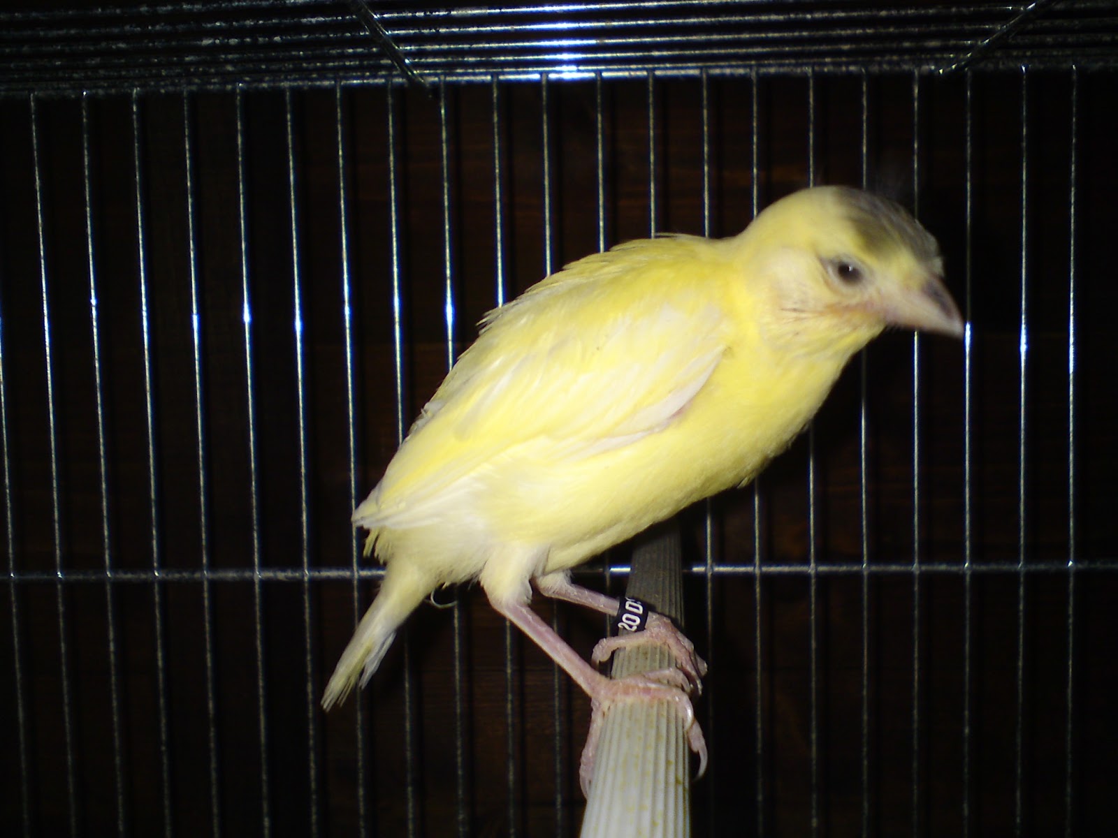 a scotch fancy canary blog: New birds off to first show