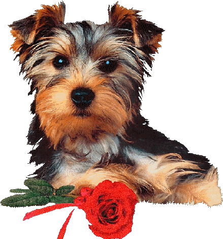 GIF ANIMADOS... : GIF ANIMADO DE ANIMALES (PERROS) Nº 17