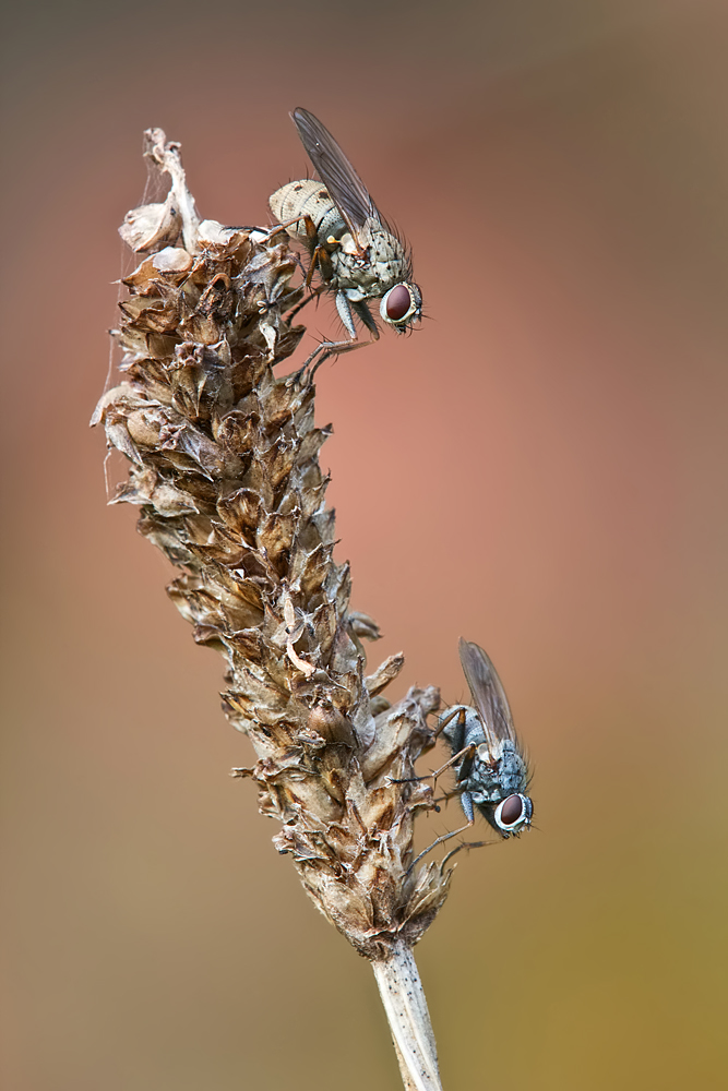 Freddies Makro-Blog: Zwei Fliegen mit einer Klappe...