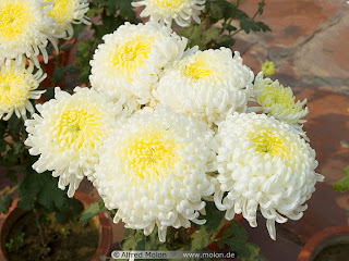 New Photos: Chrysanthemum Flower