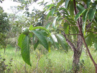 ZOOFLORA CERRADO: Flora de um fragmento de Cerrado na Universidade de ...
