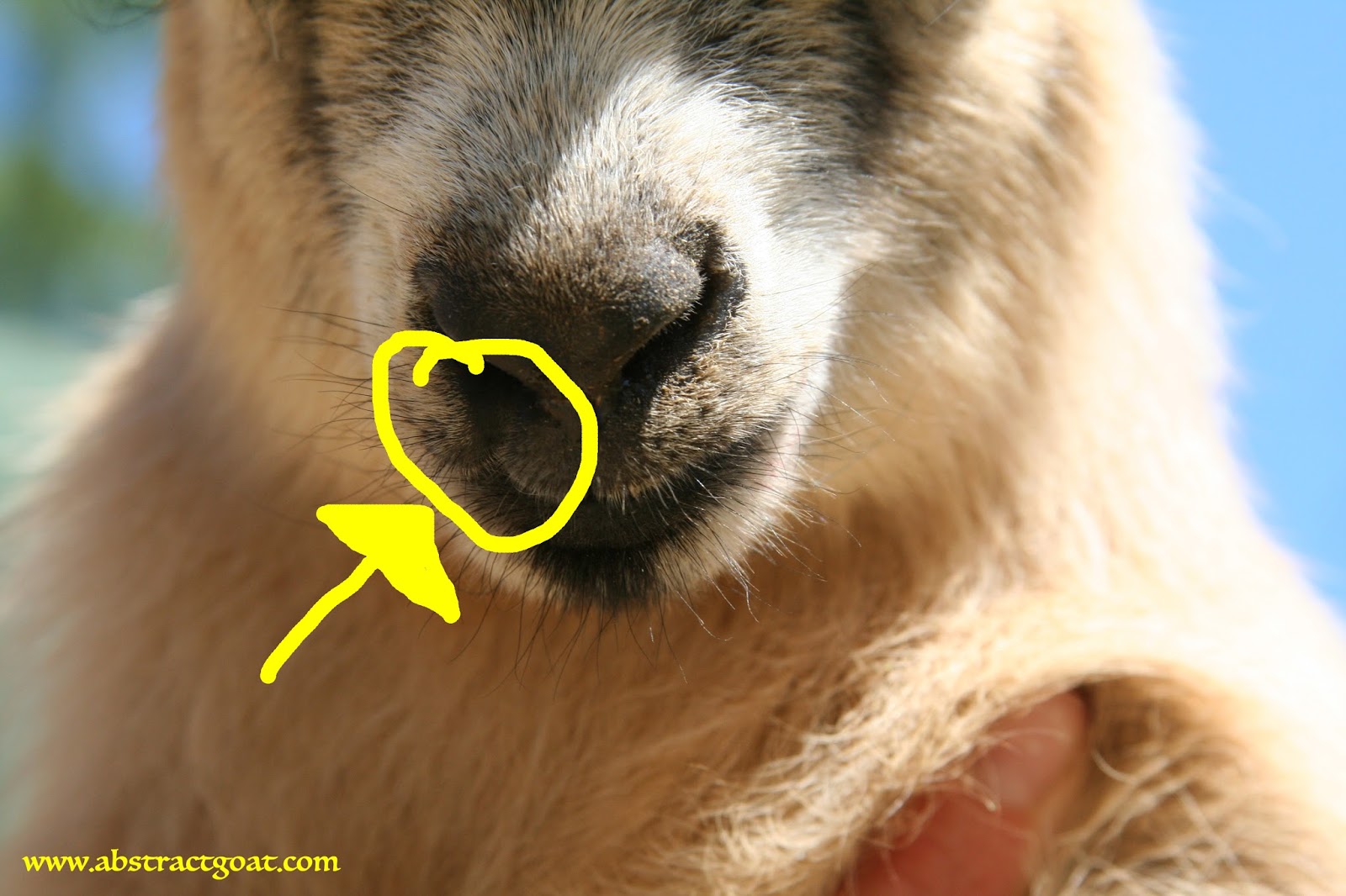 Abstracts from the Goat Farm: Put Your Best Foot Forward