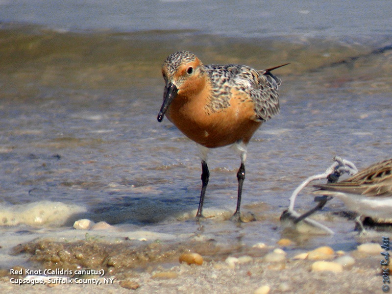 The City Birder: Friday's Foto