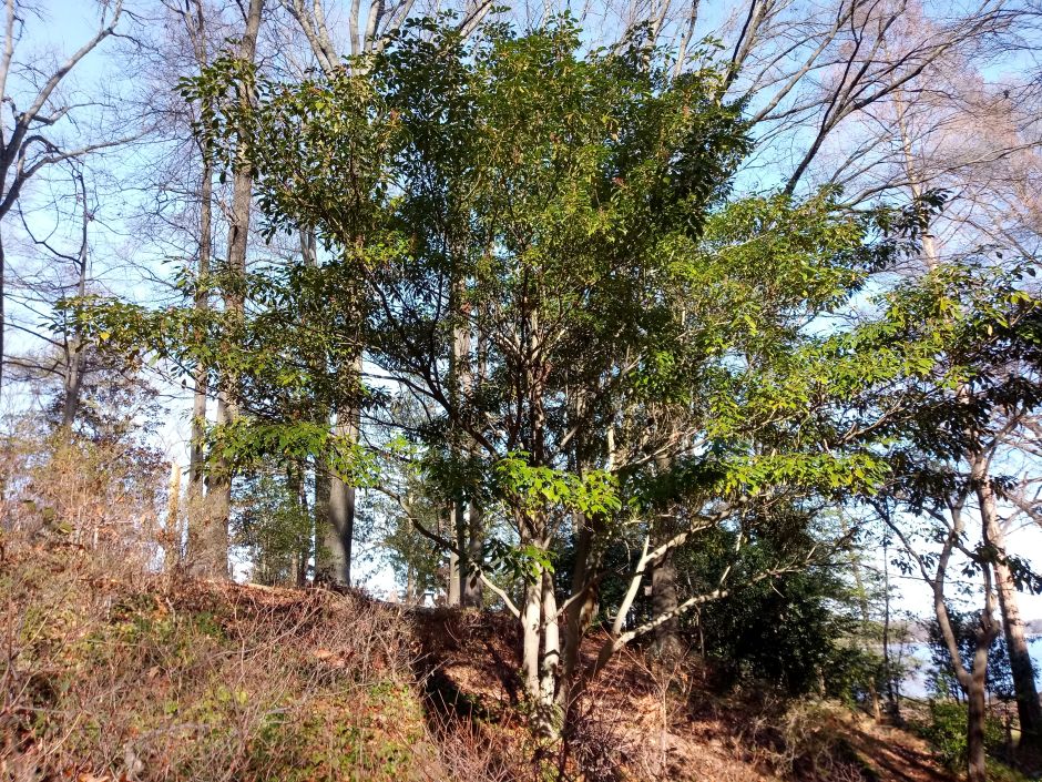 Future Plants by Randy Stewart: Wheel Tree