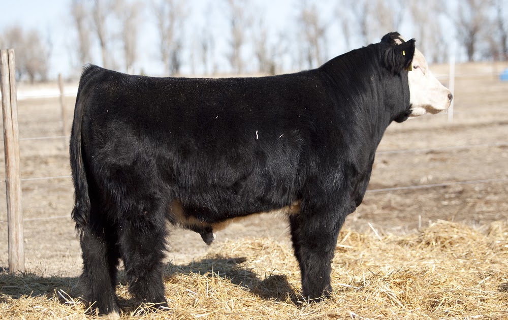 MITTAG Blog: From Wade Rodgers