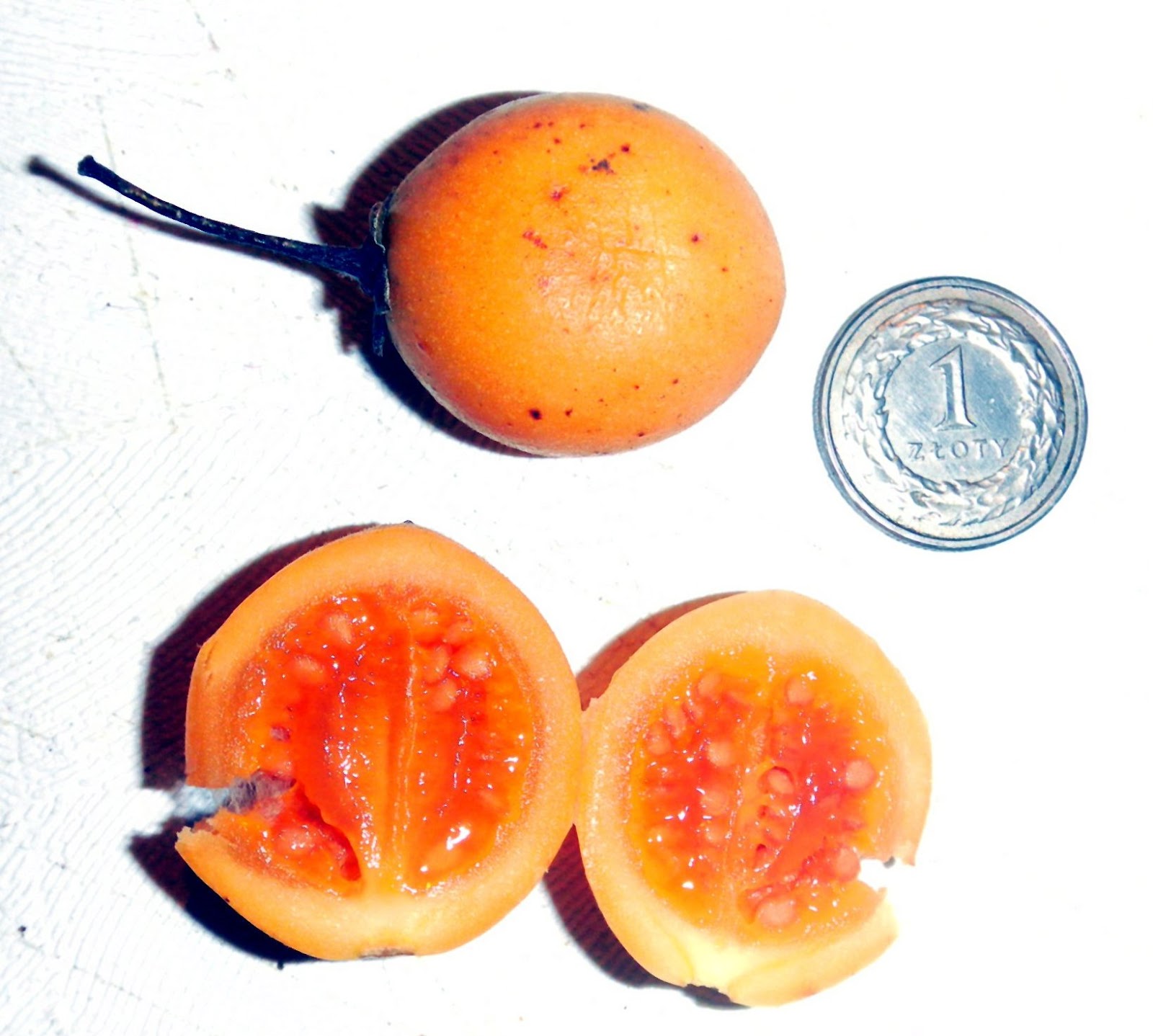 Scirpidiella's Plants: Hardy Tamarillos (Cyphomandra sp.div.)