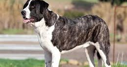 all dog facts research findings and behaviors of all breeds: RAFEIRO DO ...