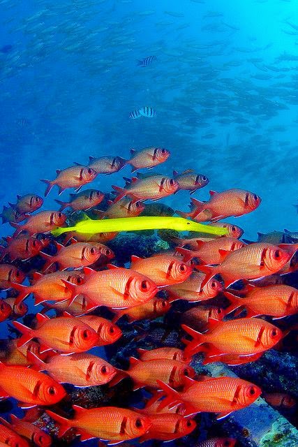 Of nature, the exquisite and beautiful pictures of fish. | TOOOPIC