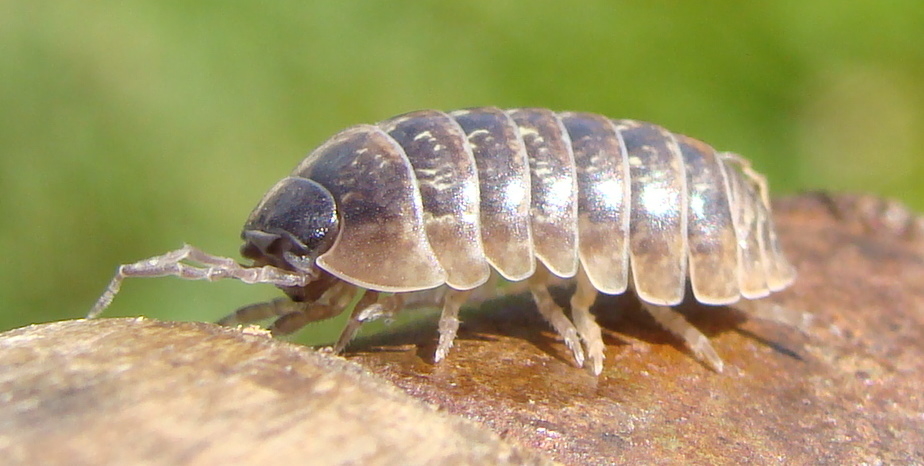 Natureza-em-movimento: Bicho-de-conta - Oniscidea