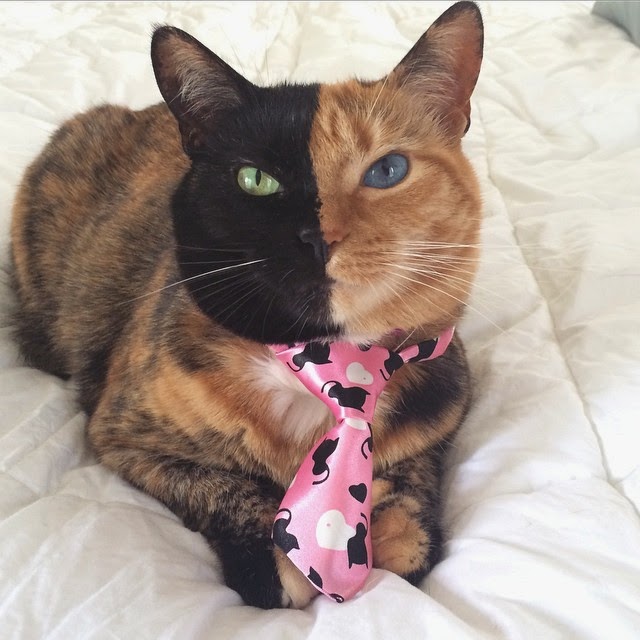 Conheça Vênus, O Gato de Duas Caras Que Tem Deixado O Mundo Inteiro ...