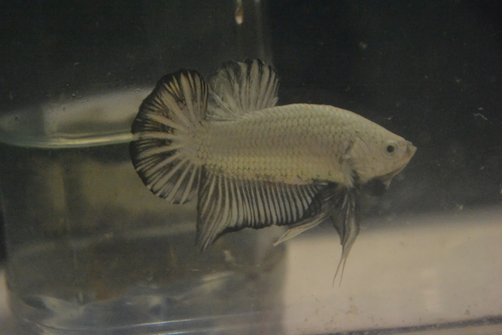 Brunei Betta: Platinum Black Dragon Hmpk